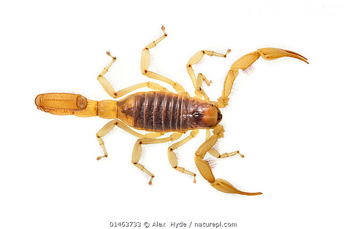 Stock photo of Desert Hairy Scorpion (Hadrurus arizonensis ...
