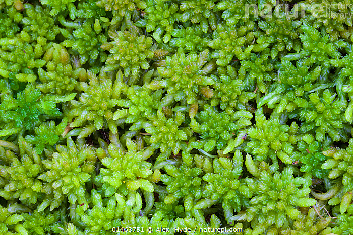Stock photo of Spagnum Moss (Sphagnum Sp.) Peak District Natinal Park ...
