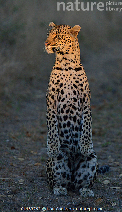 Stock photo of Female Leopard (Panthera pardus) sitting on hind legs ...