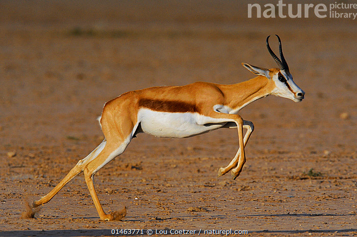 Springbok Jump
