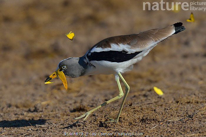 Stock photo of White-crowned wattled lapwing / plover (Vanellus ...