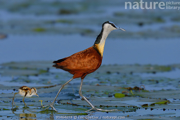 Stock photo of Male African jacana (Actophilornis africana) with chick ...