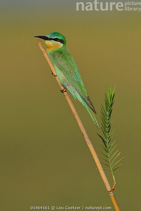 Stock photo of Blue cheeked bee eater (Merops persicus) perched, Chobe ...
