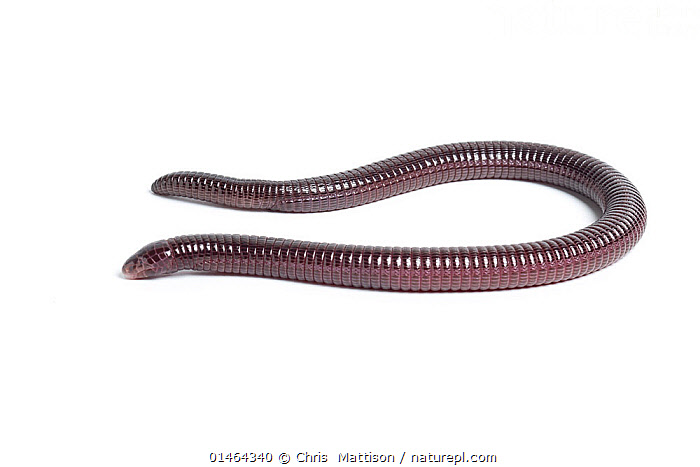 Stock photo of Spanish amphisbaenian / worm-lizard (Blanus cinereus ...