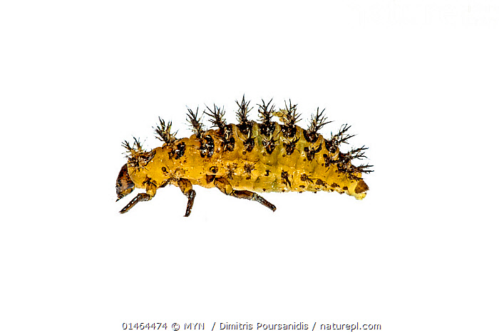 Stock photo of Ladybird (Coccinellidae) larva, Crete, Greece, February ...