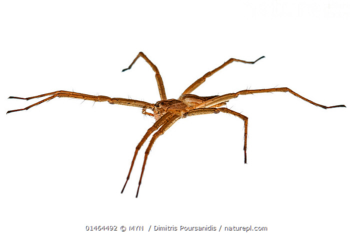 Stock photo of Nursery web spider (Pisauridae) Crete, Greece ...