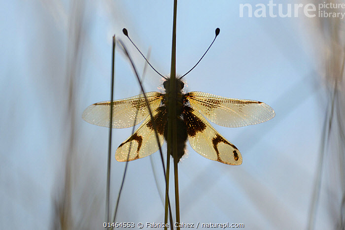 Stock photo of Split-eyed owlfly (Libelloides macaronius) Causse Mejean ...