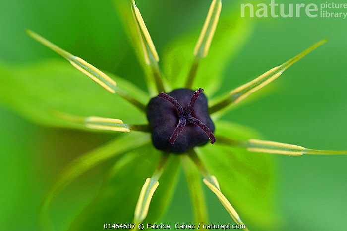 Stock photo of Herb paris (Paris quadrifolia) flowers, Vosges, France ...