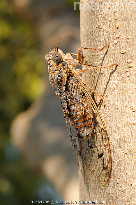 Stock photo of Grey cicada (Cicada orni) singing from an Olive ...