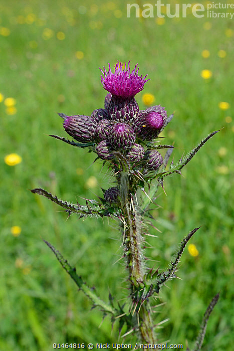 Stock photo of Marsh thistle (Cirsium palustre) flowering in a damp ...