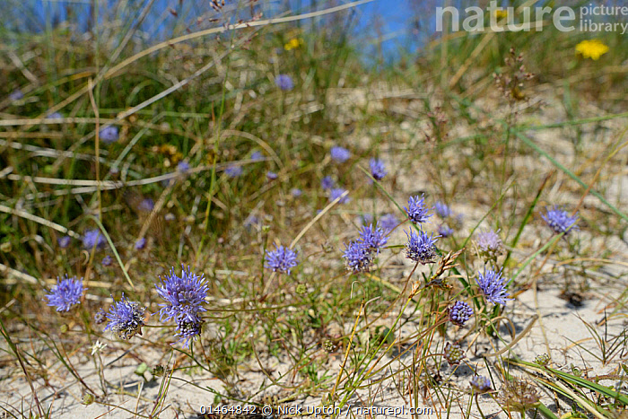 Stock photo of Sheep's bit / Sheep's bit scabious (Jasione montana ...