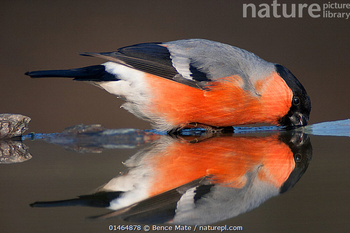 Stock photo of Eurasian bullfinch (Pyrrhula pyrrhula) drinking ...