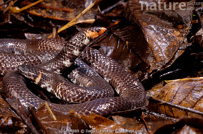 Stock photo of Red-tailed pipe snake (Cylindrophis ruffus) in defensive ...