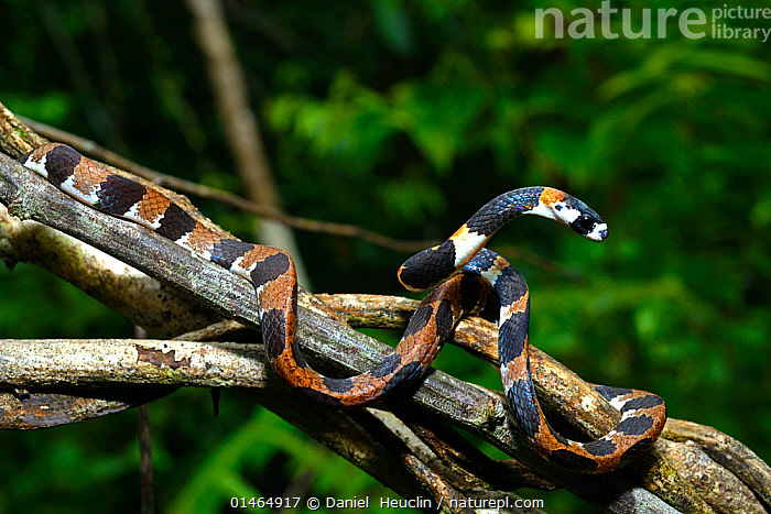 Stock photo of Catesby's snail-eating snake (Dipsas catesbyi) French ...