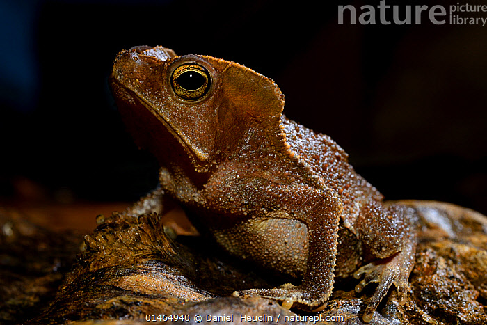 Stock photo of South American toad (Rhinella margaritifera) female ...