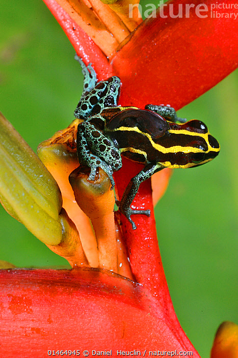 Stock photo of Reticulated poison frog (Ranitomeya ventrimaculata) with ...