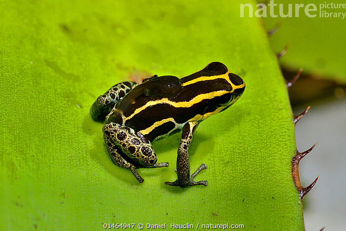 Stock photo of Reticulated poison frog (Ranitomeya ventrimaculata) with ...