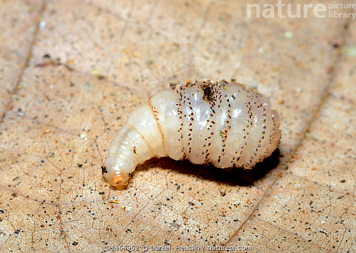 Botfly Larvae