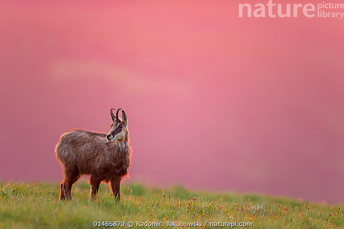 Stock photo of Chamois (Rupicapra rupicapra) at dawn, Vosges Mountains ...