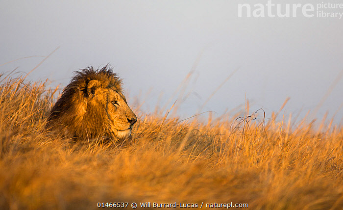 Animals Lion Grass Why Do Lions Eat And Vomit Grass?, Unlike