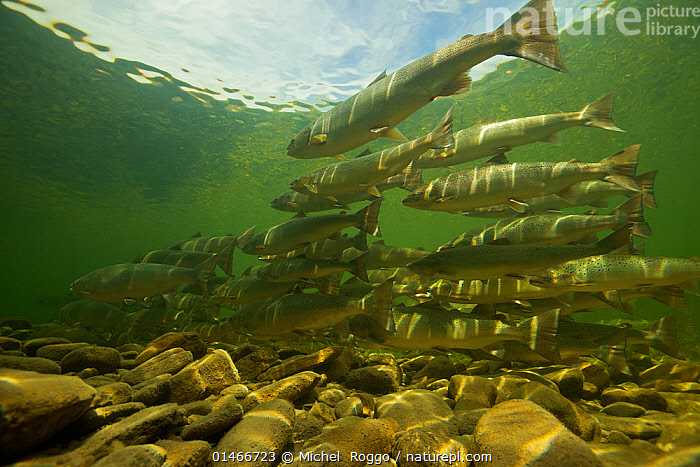 Stock photo of Atlantic salmon (Salmo salar) in holding pool on ...