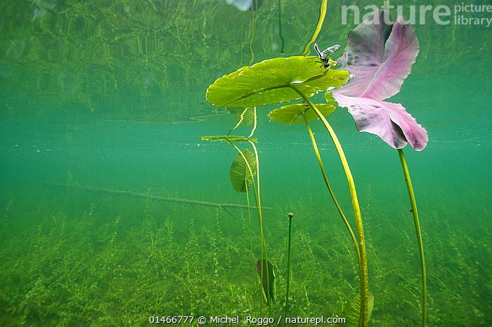 Stock photo of Dead insect in water, with Water lily pads (Nymphaeceae ...