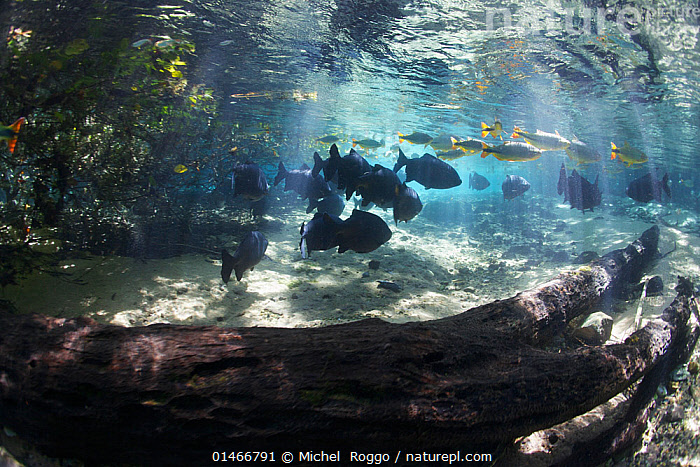 Stock photo of Pacu-Caranha or Caranha (Piaractus mesopotamicus) and ...