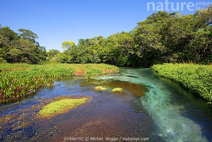 Stock photo of Rio Sucuri, Bonito area, Serra da Bodoquena (Bodoquena ...