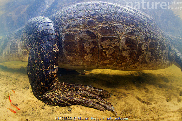 Stock photo of Yacare caiman (Caiman yacare) underwater view of legs ...