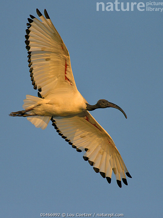 Stock photo of African sacred ibis (Threskiornis aethiopicus) in flight ...