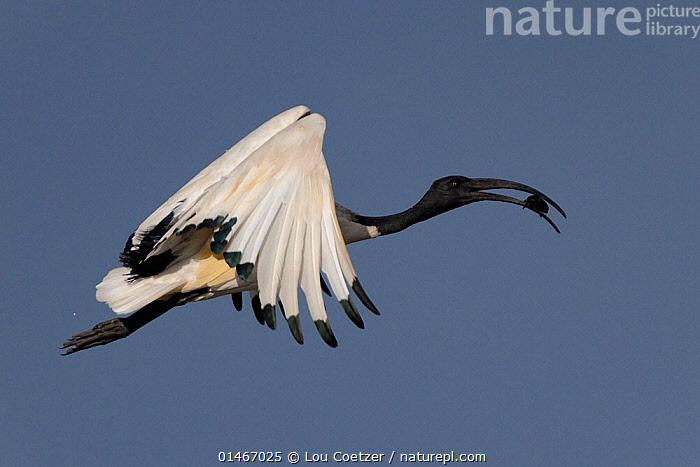 Stock photo of African sacred ibis (Threskiornis aethiopicus) in flight ...