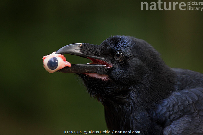 Stock photo of Raven (Corvus corax) feeding on eyeball, Black Forest ...