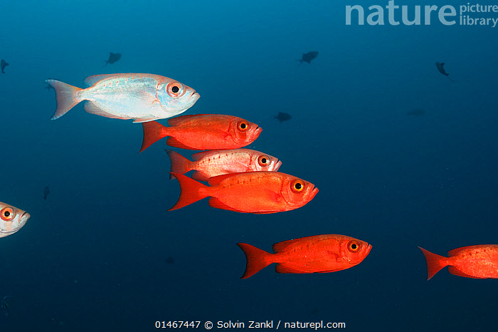 Stock photo of Five Moontail bullseye / Goggle eye (Priacanthus hamrur ...