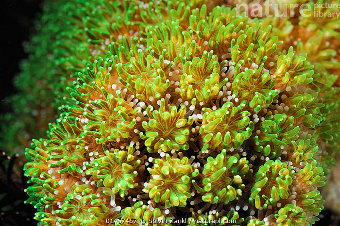 Stock photo of Star coral (Astroides calycularis) Raja Ampat, West ...