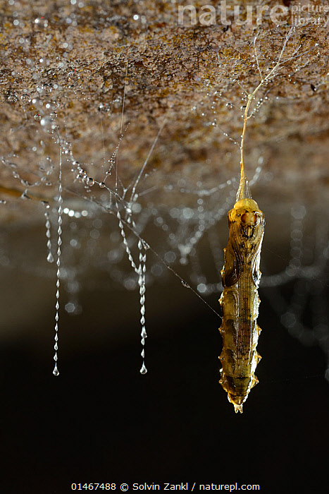 Stock photo of Fungus gnat (Arachnocampa luminosa) pupa nearly fully ...
