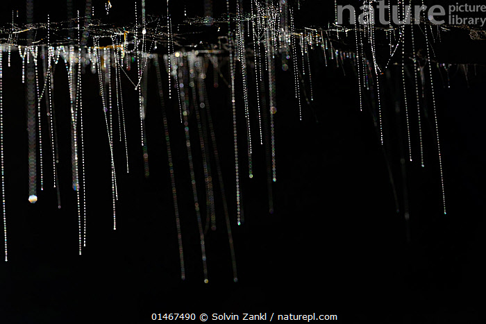 Stock photo of Sticky silk threads hanging from cave roof to catch prey ...