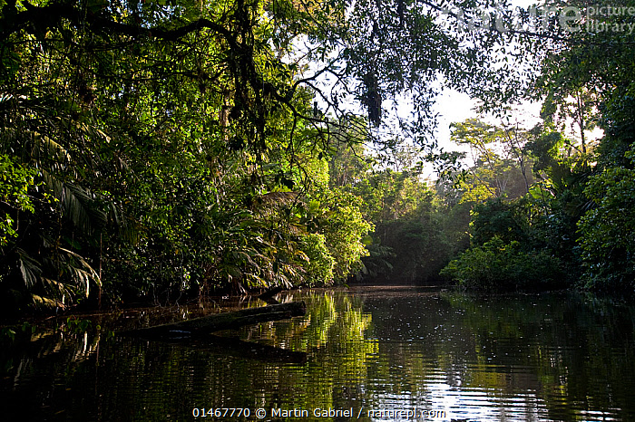 Stock photo of Tropical rainforest / riparian forest along a river ...