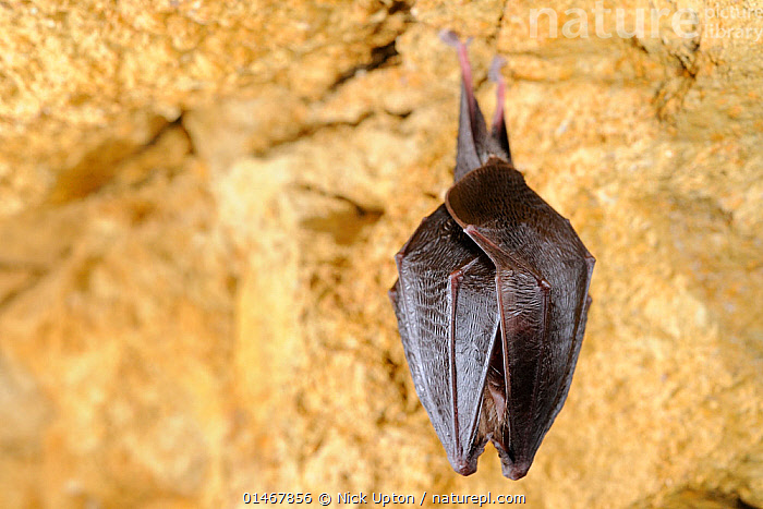 Stock photo of Hibernating Lesser horseshoe bat (Rhinolophus ...