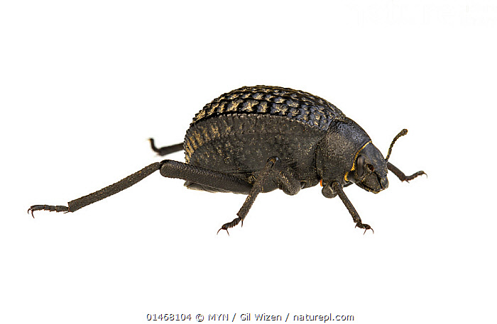 Stock photo of Darkling beetle (Adesmia abbreviata) Central Coastal ...