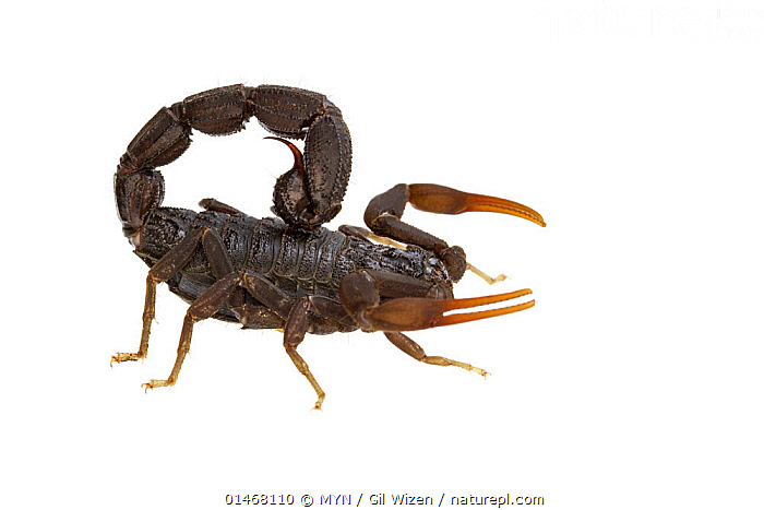 Stock photo of Israeli Black Scorpion (Hottentotta judaicus) Carmel ...
