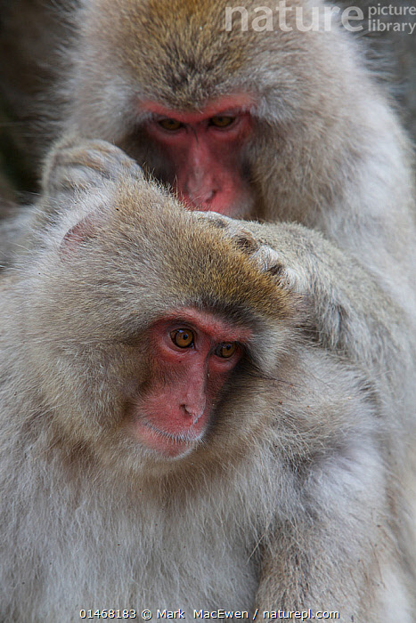 Stock photo of Japanese macaques (Macaca fuscata) grooming at hot ...