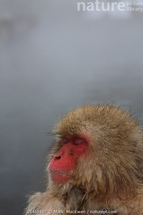 Stock photo of Japanese macaque (Macaca fuscata) in hot spring in ...