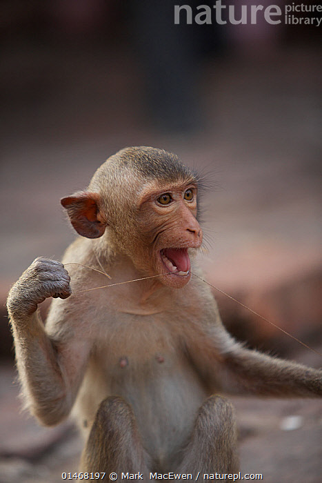 Stock photo of Long-tailed macaque (Macaca fascicularis) flossing its ...