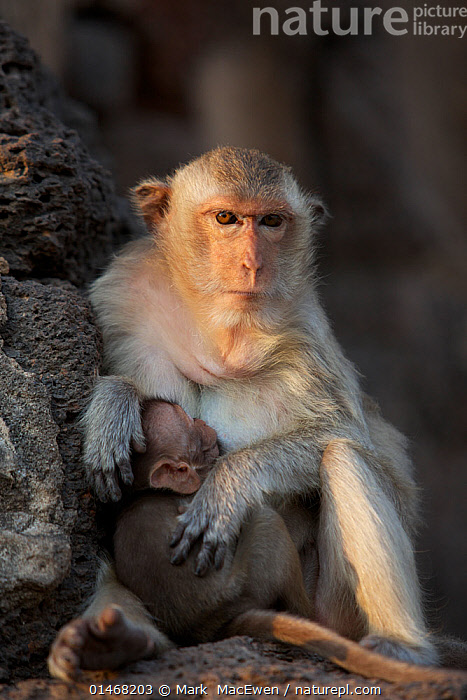 Stock photo of Long-tailed macaque (Macaca fascicularis) suckling baby, Monkey Temple ...