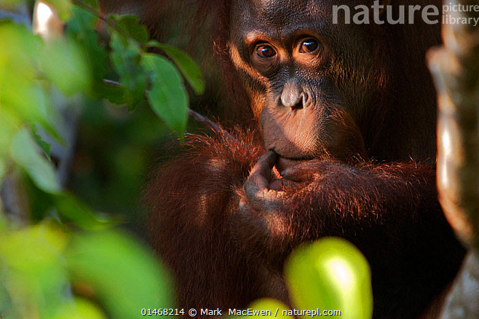 Stock photo of Juvenile orangutan (Pongo pygmaeus) in bushes, Tanjung ...