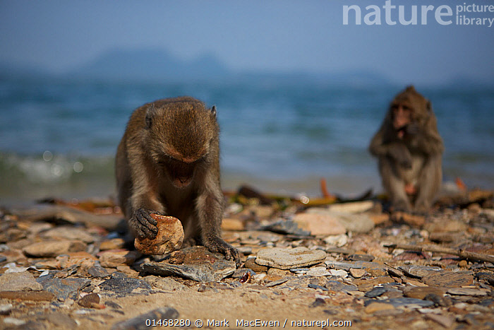 Stock photo of Burmese long tailed macaques (Macaca fascicularis aurea ...