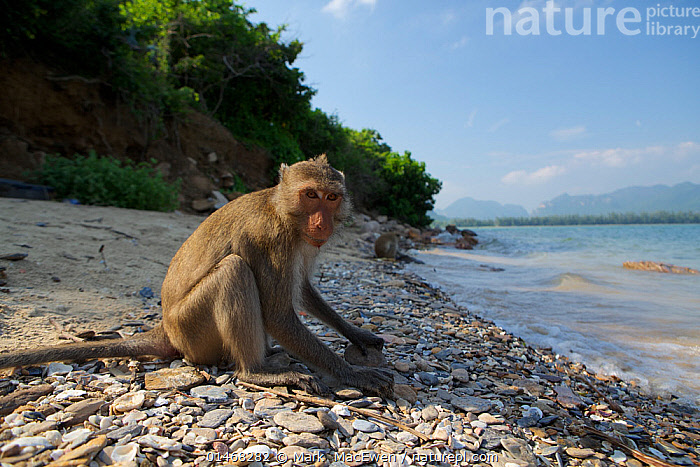 Stock photo of Burmese long tailed macaques (Macaca fascicularis aurea ...