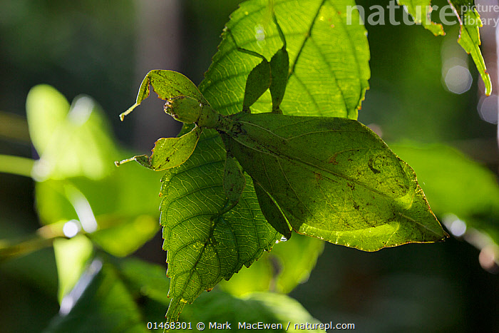 Stock photo of Celebes Leaf insect (Phyllium celebicum) Philippines ...