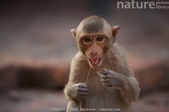 Stock photo of Long-tailed macaque (Macaca fascicularis) juvenile ...