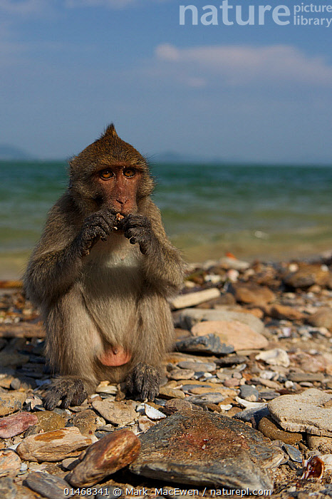 Stock photo of Burmese long tailed macaque (Macaca fascicularis aurea ...